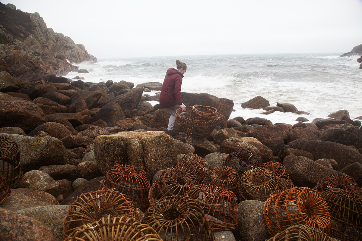 Withy Pot Barnacles in Penberth Cove - Storylines